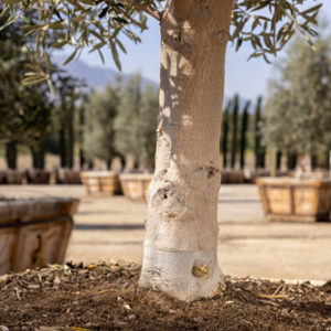 Fruitless Olive Tree Care | Swan Hill Olives®