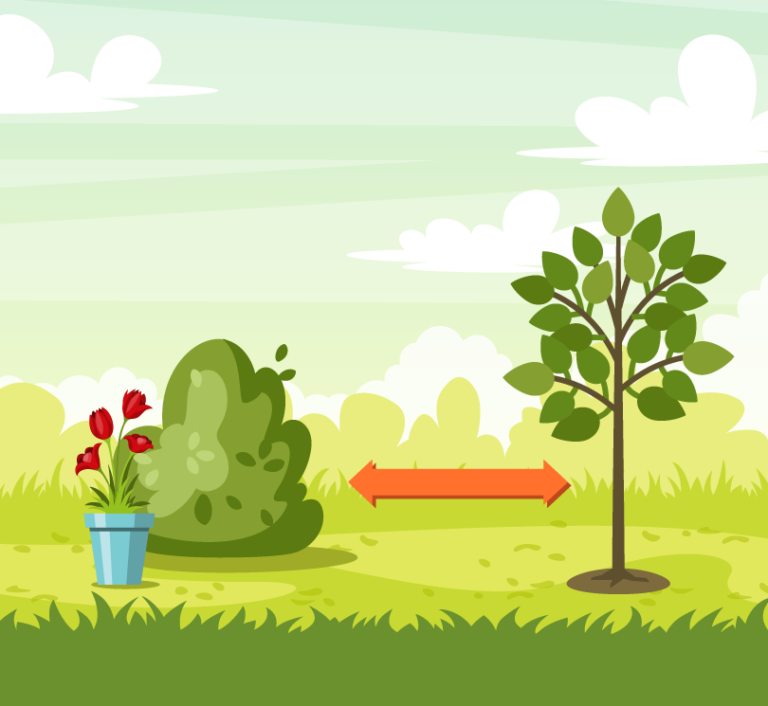 Fruitless Olive Tree Care | Swan Hill Olives®